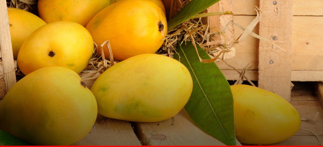 Export of Pakistani mango to Iran setback – Pakistan & Gulf Economist