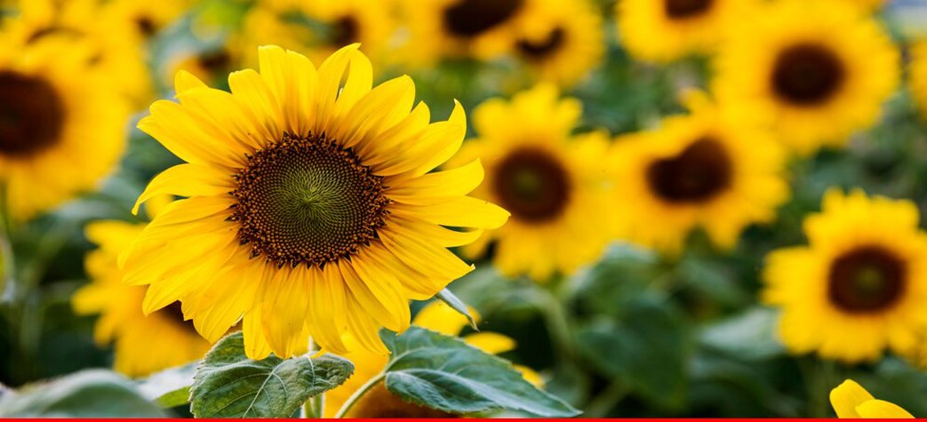 Behold sunflower growth in Sindh – Pakistan & Gulf Economist