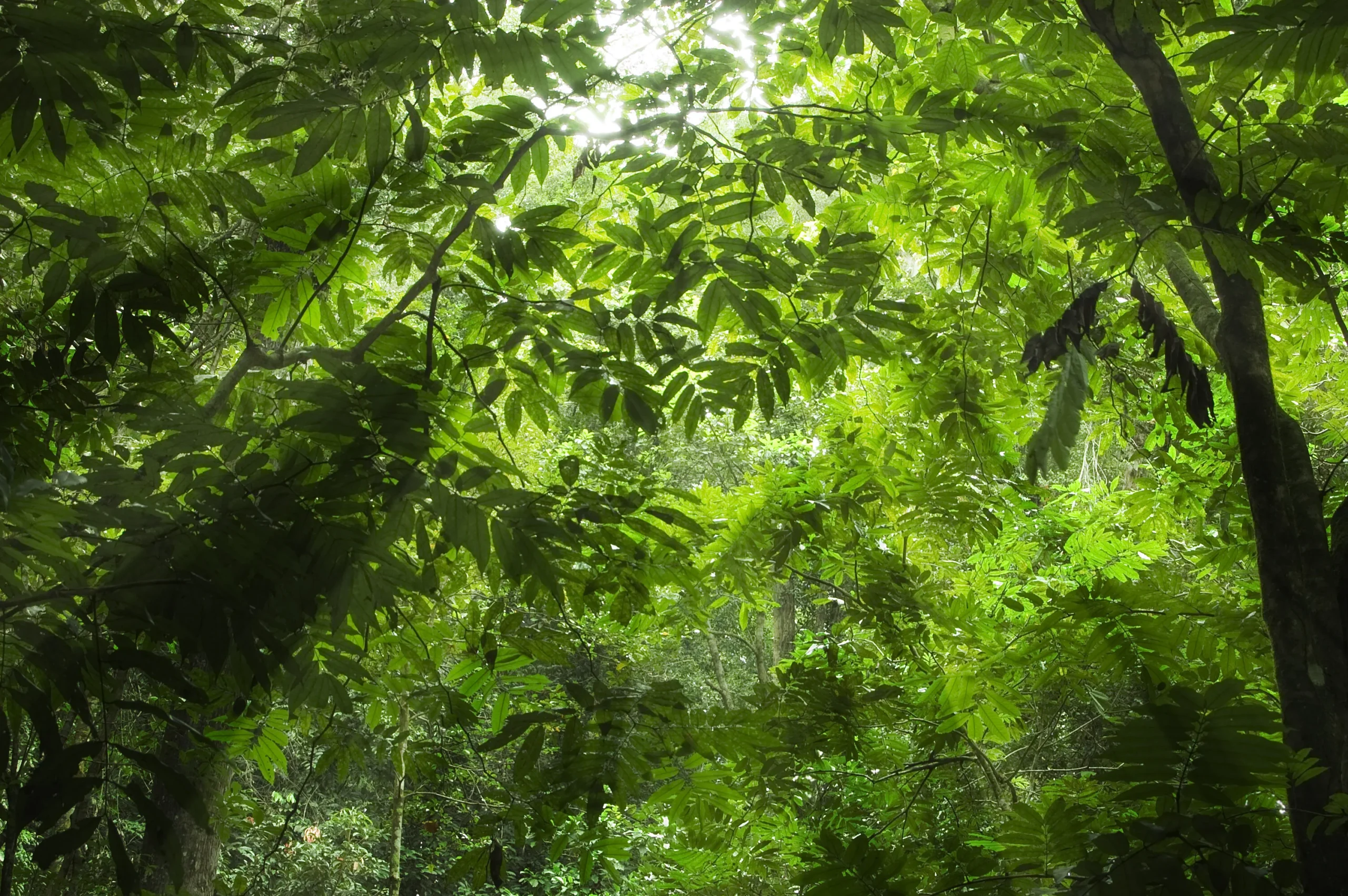 How innovative financing instruments are accelerating action