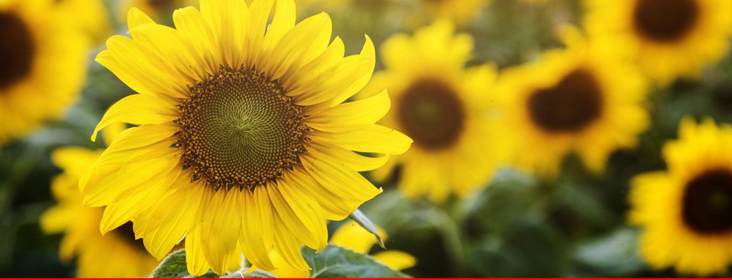Tech-driven CSR for sunflower farming success – Pakistan & Gulf Economist